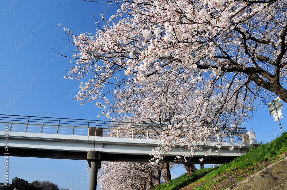 龍厳淵の満開の桜 Stock Photo Adobe Stock