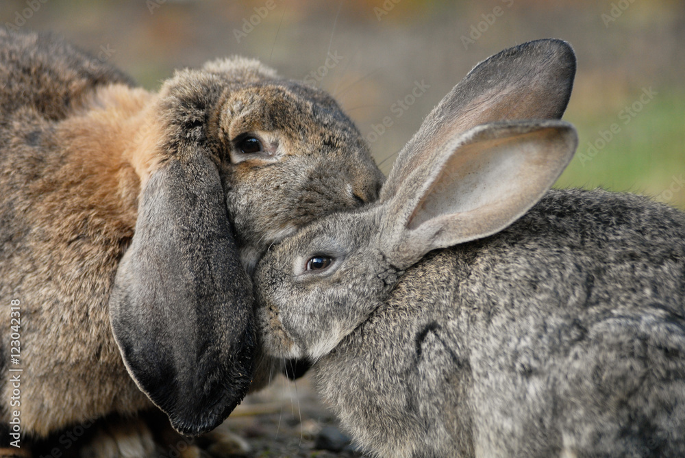 Lapin bélier et géant des Flandres Stock Photo Adobe Stock