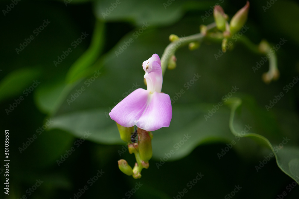 ナタマメなた豆刀豆鉈豆学名 Canavalia gladiataのピンクの花 Stock Foto Adobe Stock