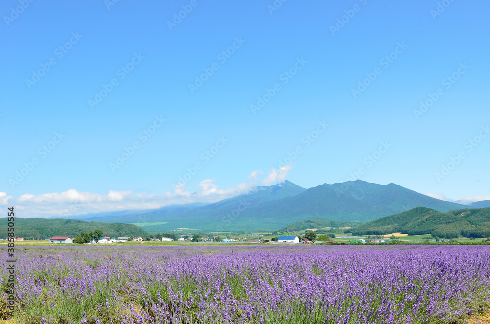 ラベンダー畑と十勝岳連峰 Stock Photo Adobe Stock