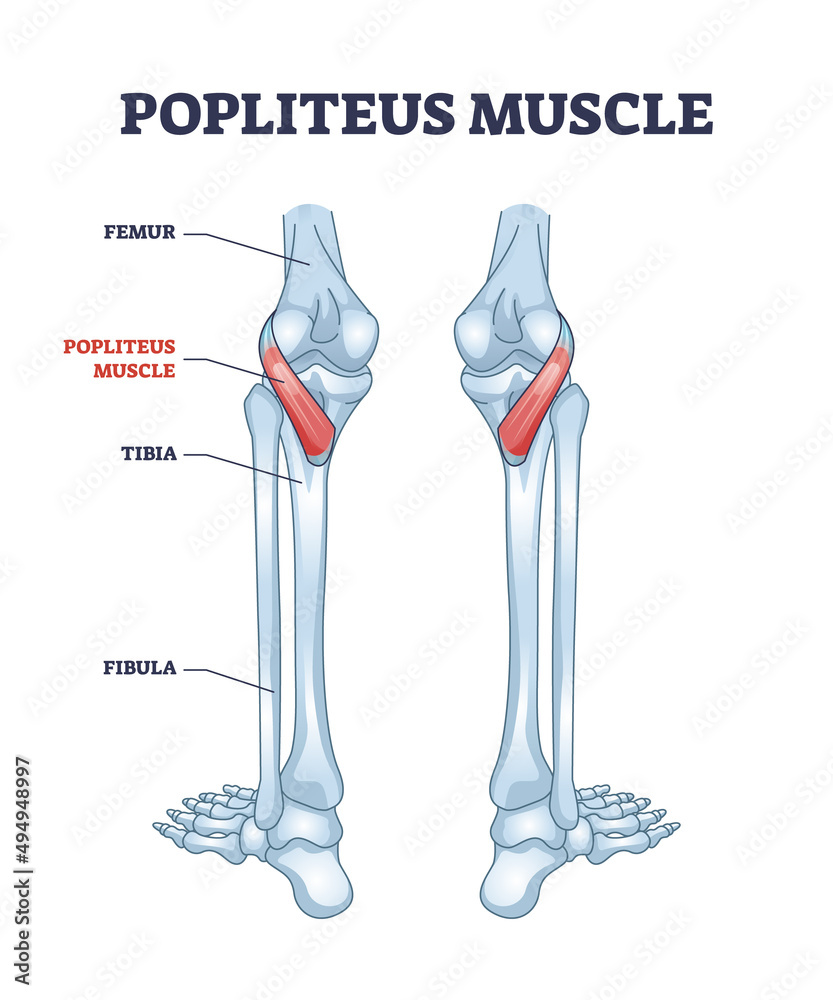 Popliteus Muscle As Leg And Knee Muscular Joint Anatomy Outline Diagram Labeled Educational