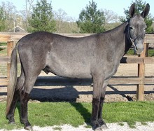 Mule Free Stock Photo - Public Domain Pictures