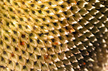 Sunflower Grid Pattern Free Stock Photo - Public Domain Pictures