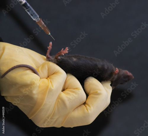 laboratory mouse given intraperitoneal injection Stock Photo | Adobe Stock laboratory mouse given intraperitoneal injection Stock Photo | Adobe Stock