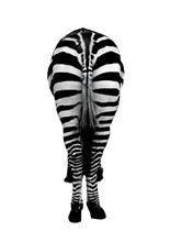 Female Zebra Free Stock Photo - Public Domain Pictures