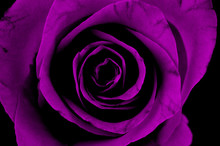 Violet Rose Free Stock Photo - Public Domain Pictures