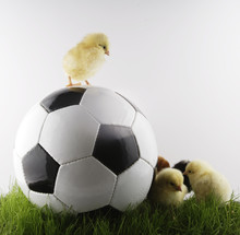 Easter Soccer Free Stock Photo - Public Domain Pictures