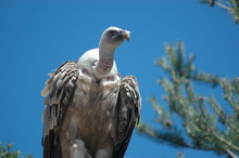 Four Vultures Free Stock Photo - Public Domain Pictures