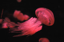 Red Jellyfish Free Stock Photo - Public Domain Pictures