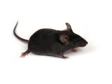 Black Mouse Free Stock Photo - Public Domain Pictures