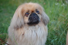 Pekingese Dog Free Stock Photo - Public Domain Pictures