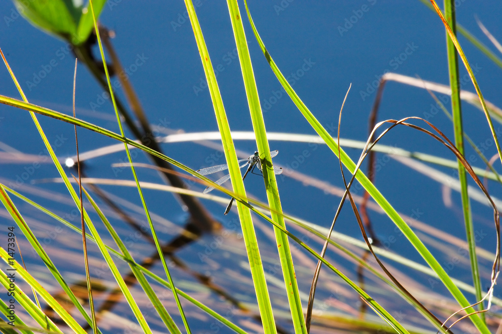 blaue libelle am wasser Stock Photo | Adobe Stock