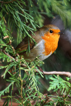Christmas Robin Free Stock Photo - Public Domain Pictures