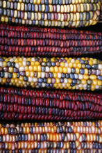 Indian Corn Kernels Free Stock Photo - Public Domain Pictures