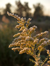 Goldenrod Wildflower In Winter Free Stock Photo - Public Domain Pictures