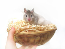 Easter Mouse Free Stock Photo - Public Domain Pictures