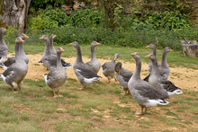 Grey Geese, Animal Farm, Ballito Free Stock Photo - Public Domain Pictures