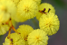 Australian Wattle Free Stock Photo - Public Domain Pictures