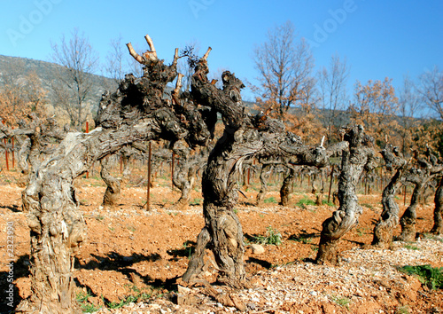 Vieux ceps de vigne - Acheter cette photo libre de droit et découvrir ...