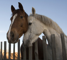 Two Horses Free Stock Photo - Public Domain Pictures