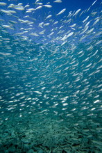Silver Fish Underwater Free Stock Photo - Public Domain Pictures