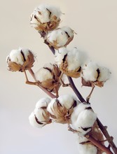 Narrow-leaf Cotton Bush Free Stock Photo - Public Domain Pictures