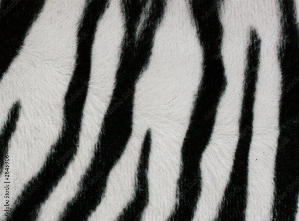 zebra texture Stock Photo | Adobe Stock
