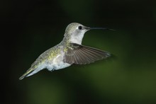 Hummingbird Wings Forward Free Stock Photo - Public Domain Pictures