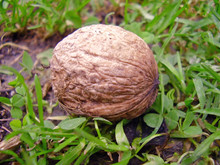 Droopy Nut Tree Free Stock Photo - Public Domain Pictures