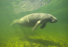 Manatee Free Stock Photo - Public Domain Pictures