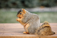 Fox Squirrel Posing Free Stock Photo - Public Domain Pictures