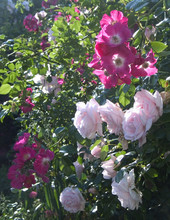 Rambling Rose Free Stock Photo - Public Domain Pictures