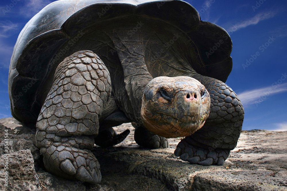 Gorgeous turtle Stock Photo | Adobe Stock