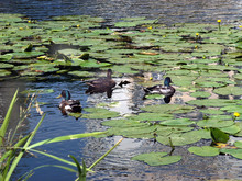 Reflex Duck Free Stock Photo - Public Domain Pictures