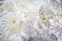 Leaf Fossil Free Stock Photo - Public Domain Pictures