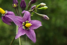 Solanum Flower Free Stock Photo - Public Domain Pictures