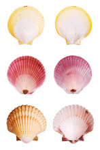Colorful Scallop Shells Free Stock Photo - Public Domain Pictures