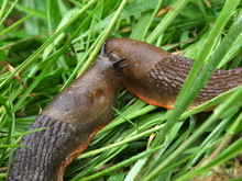 Slugs Free Stock Photo - Public Domain Pictures