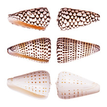 Six Sea Shells Free Stock Photo - Public Domain Pictures