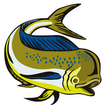 Dolphin Fish Free Stock Photo - Public Domain Pictures