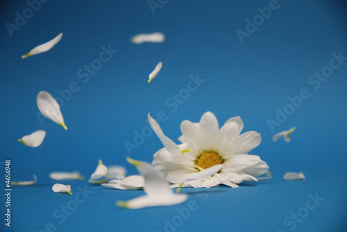Falling Daisy Wallpaper
