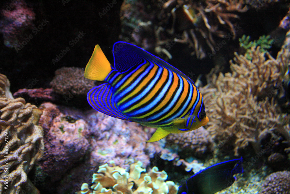 Photo Stock Poisson ange royal | Adobe Stock