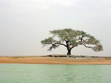 Giant Acacia Tree In Yard Of Fort Free Stock Photo - Public Domain Pictures