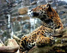 Jaguar On Tree Trunk Free Stock Photo - Public Domain Pictures