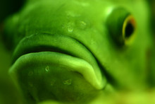Fish With Big Lips Free Stock Photo - Public Domain Pictures