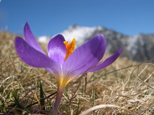 Stella De Oro Flower On Purple Free Stock Photo - Public Domain Pictures