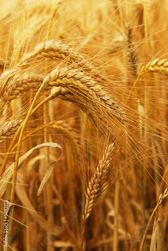 Obraz na płótnie Łany zbóż (5693122) - pszenica, kłosa, plony, Obrazy ...