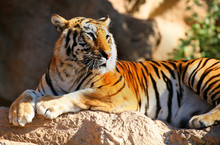 Tiger On Patrol Free Stock Photo - Public Domain Pictures