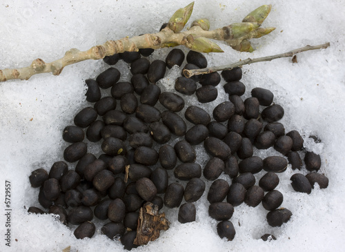 fresh droppings of whitetail deer on snow in a riparian forest - Buy ...