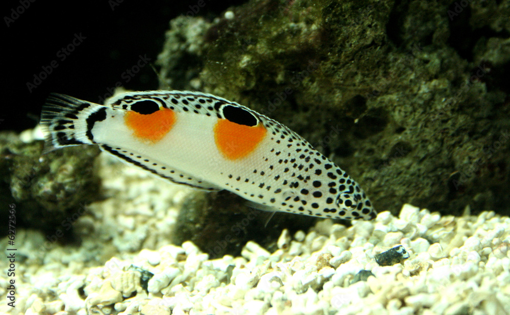 Photo Stock poisson labre | Adobe Stock